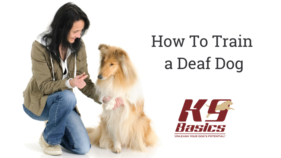 How to Train a Deaf Dog