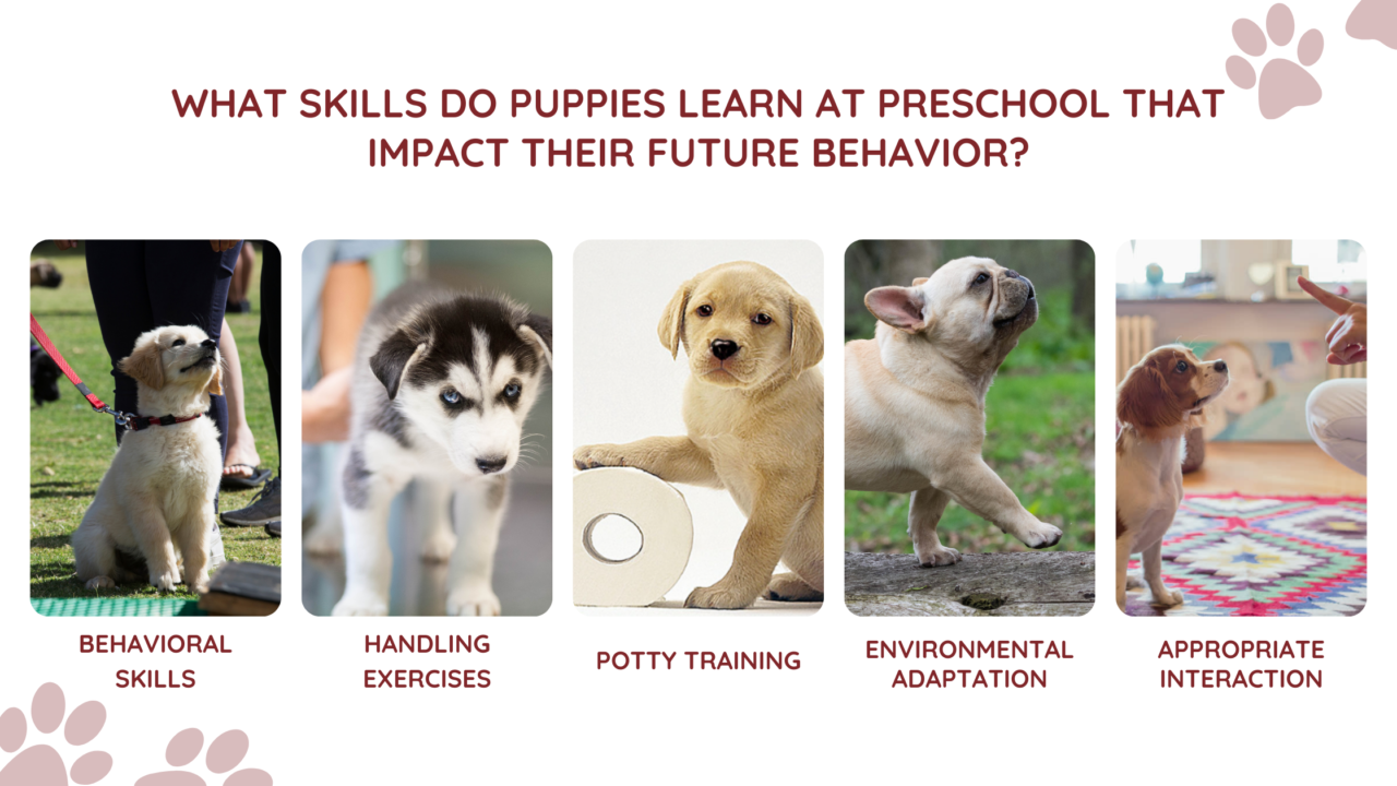 How K9 Basics Shapes Future Canine Behavior