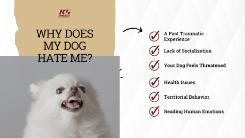 How Do You Know if Your Dog Doesn't Like You?