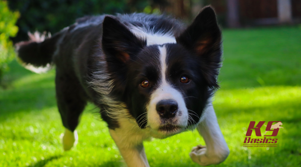 Working Dog Training Tips & Methods from K9 Basics