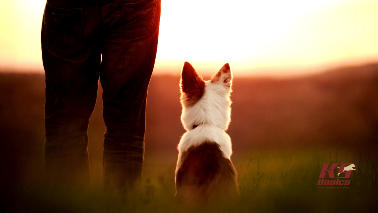 How to Curb Light-Chasing Behavior in Dogs