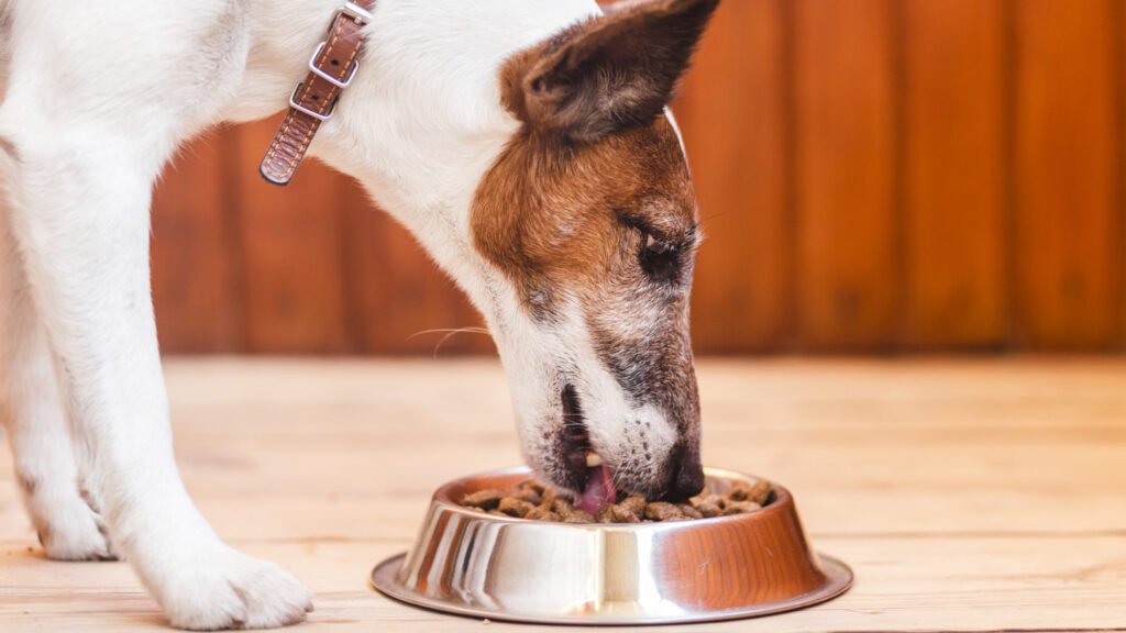 Does Nutrition Impact Behavior in Dogs? - K9Basics