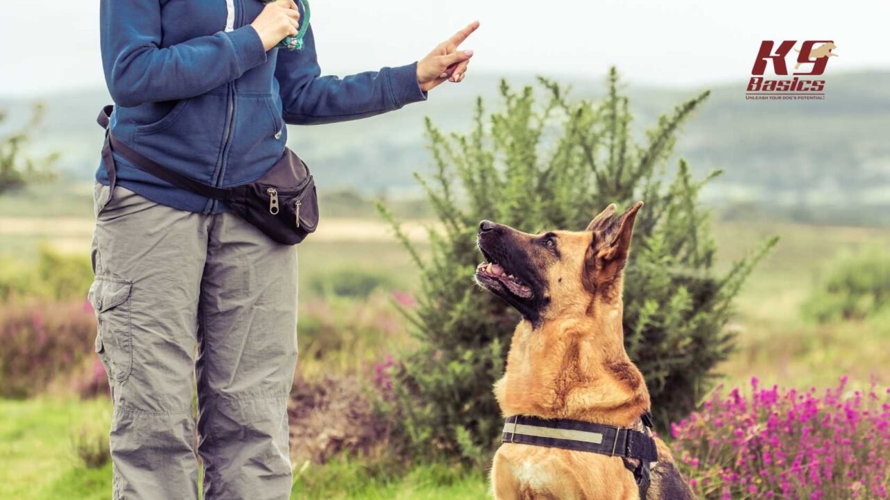 How to Train Your Dog to Ignore Distractions on Walks