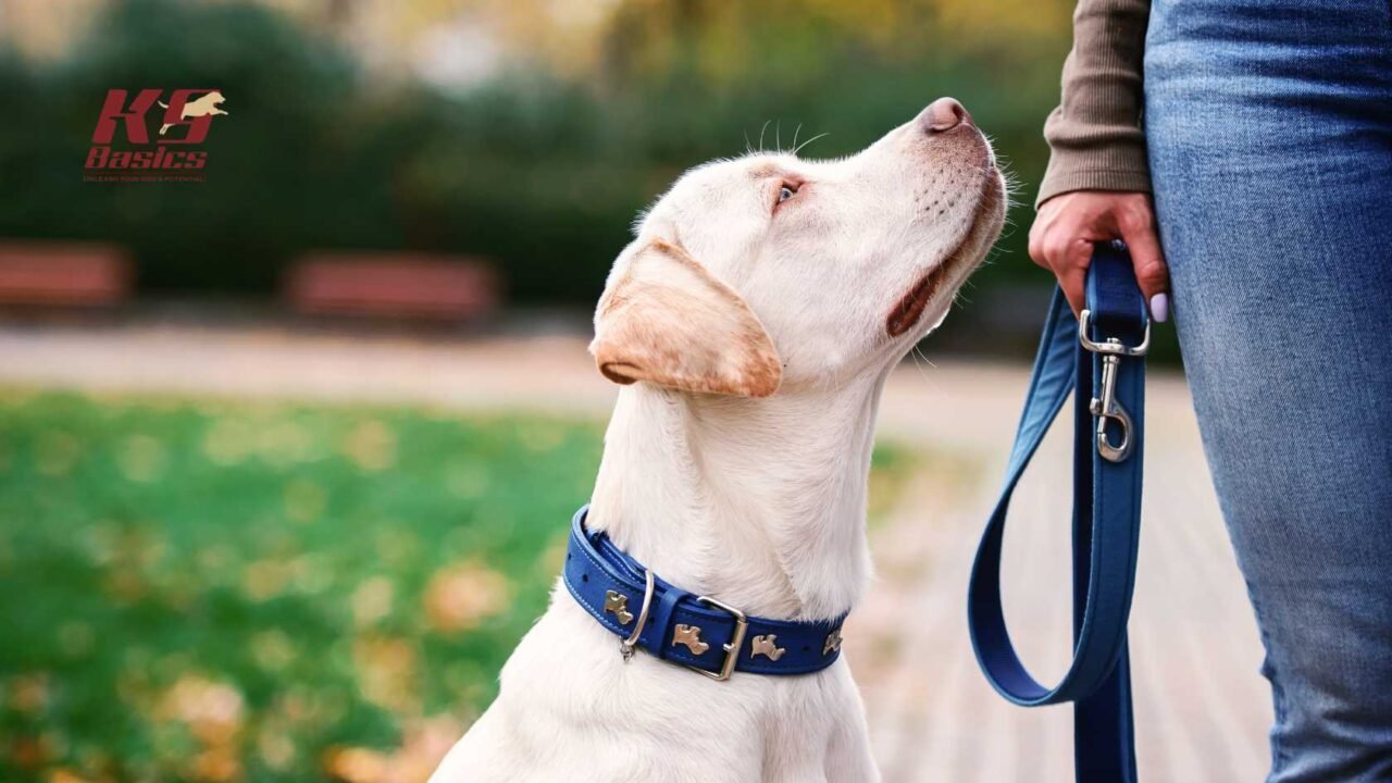 How to Train Your Dog to Ignore Distractions on Walks