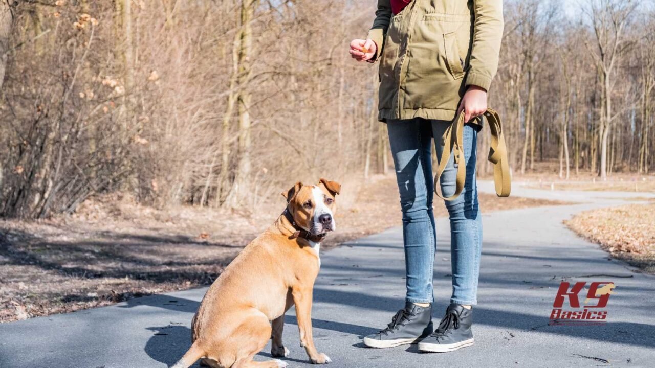 How to Train Your Dog to Ignore Distractions on Walks