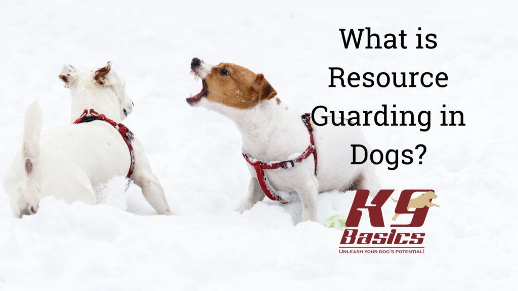 What is Resource Guarding in Dogs?