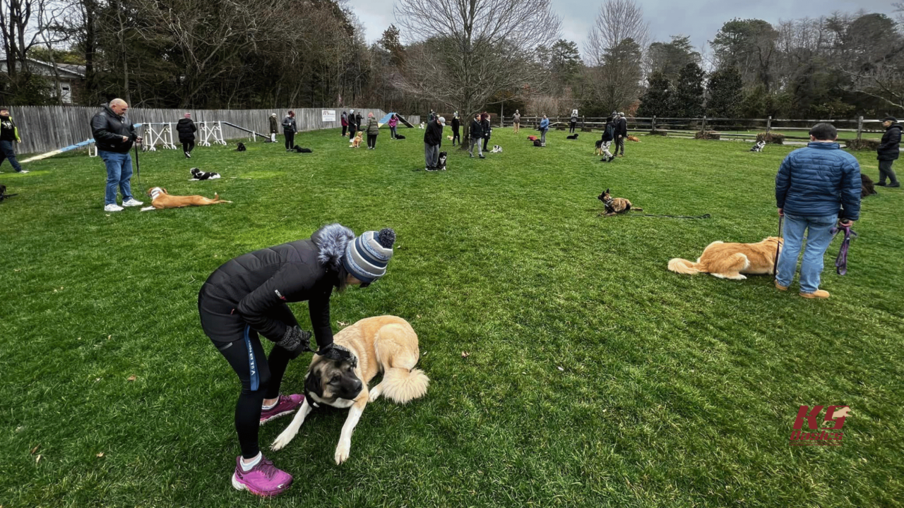 Dog Group Training Classes with K9 Basics in New Jersey