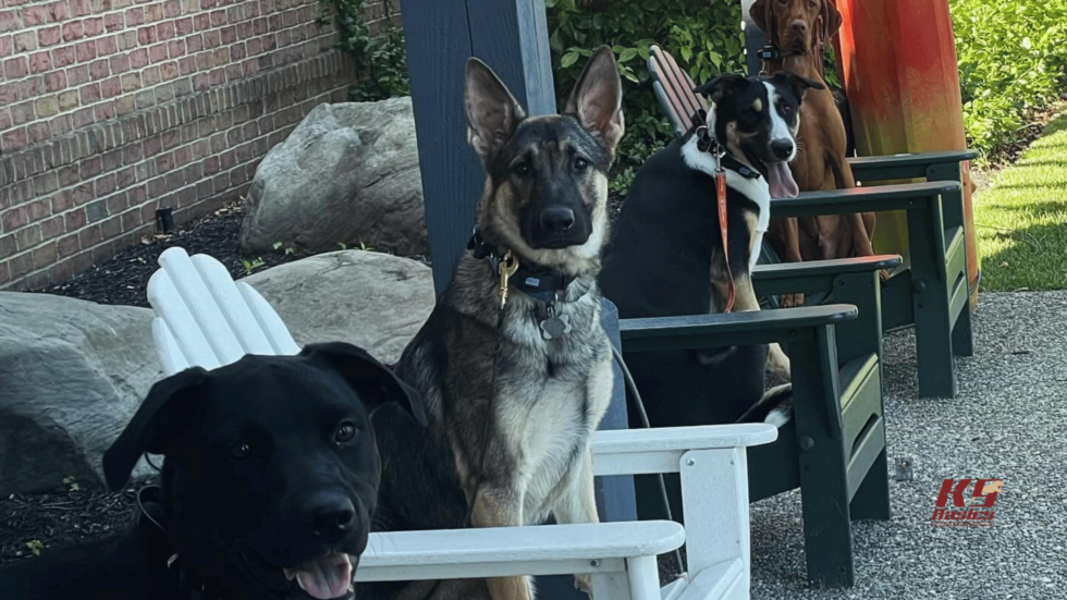 Dog Group Training Classes with K9 Basics in New Jersey