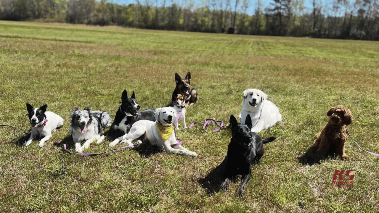 Dog Group Training Classes with K9 Basics in New Jersey