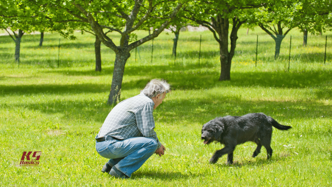 Dog Recall Training: Teach Your Dog to Come When Called