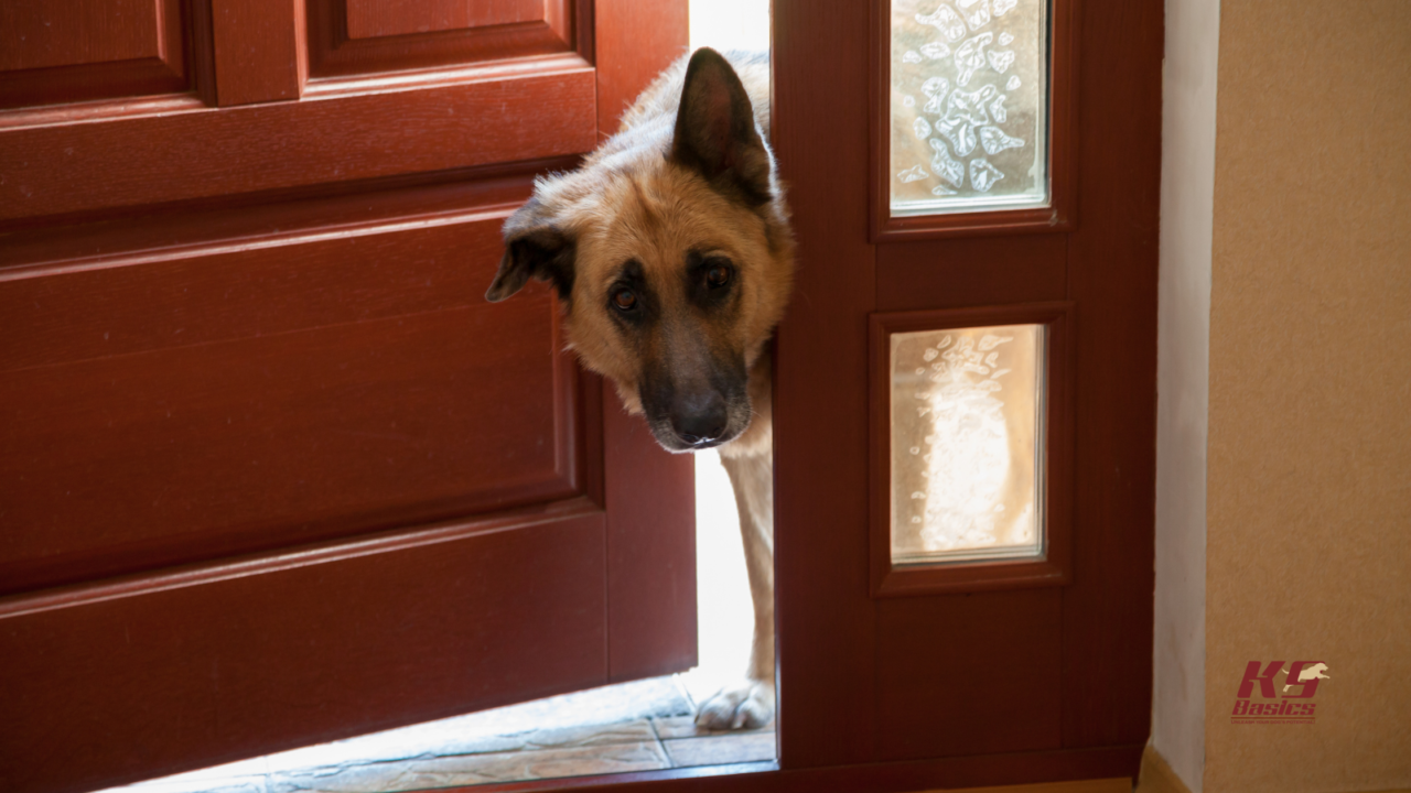 How to Avoid Rehoming Your Dog