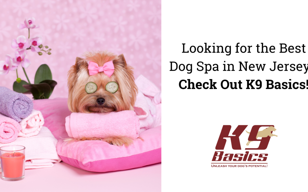 Looking for the Best Dog Spa in New Jersey? Check Out K9 Basics!