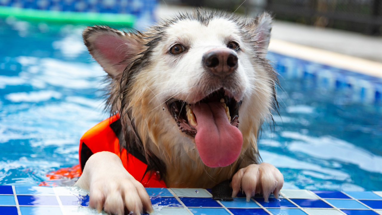6 Steps Toward Overcoming Your Dog's Fear of Water