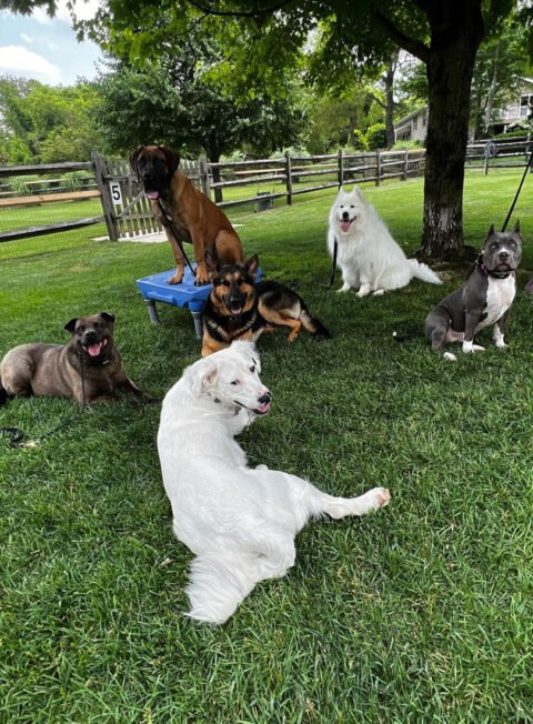 New Jersey Dog Training and Off-Leash Control - K9 Basics