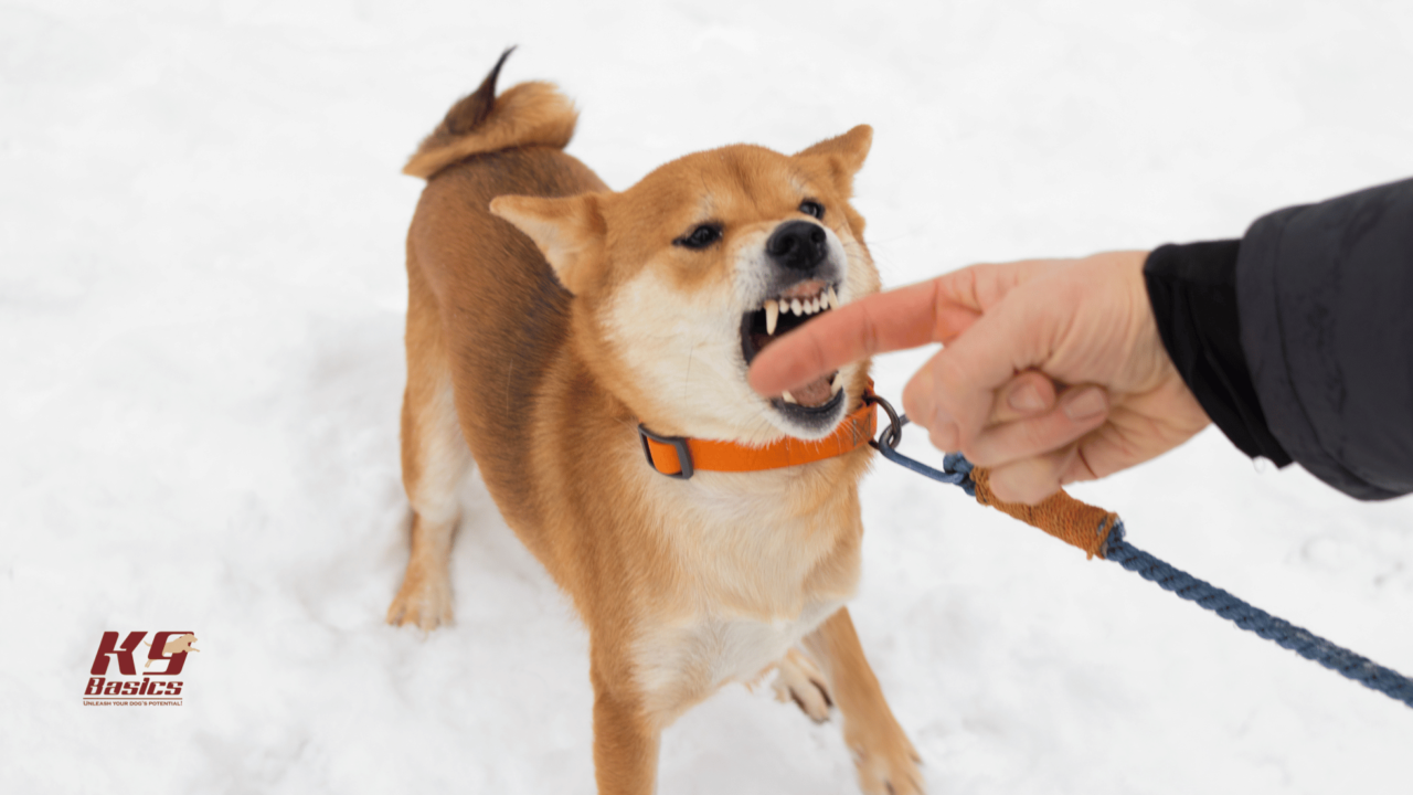 Preventing Dog Bites with the K9 Basics Training Strategies