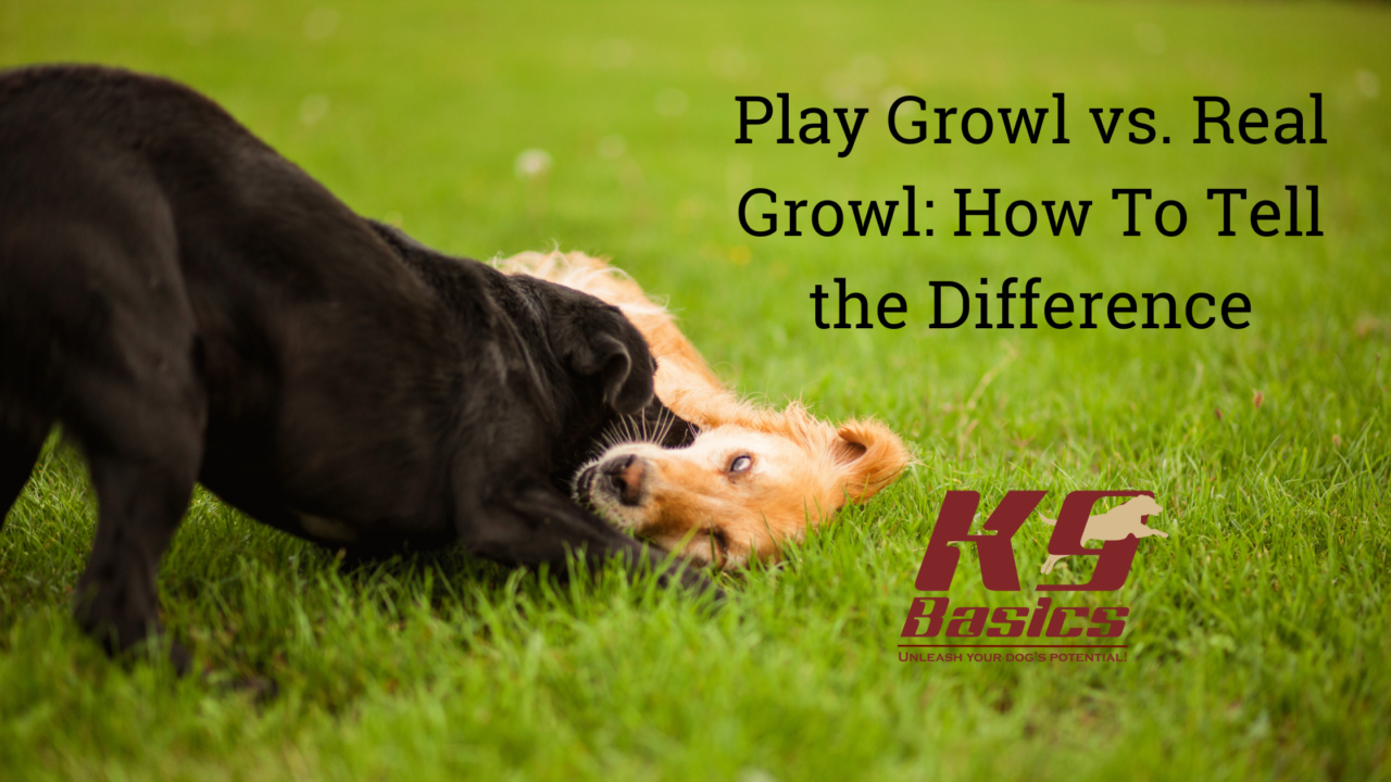 Play Growl vs. Real Growl