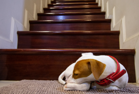 Why is My Dog Suddenly Scared of Stairs?