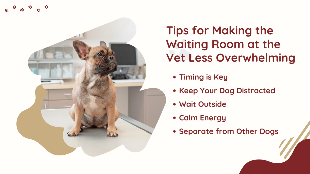 How to Train Dogs for a Peaceful Vet Visit